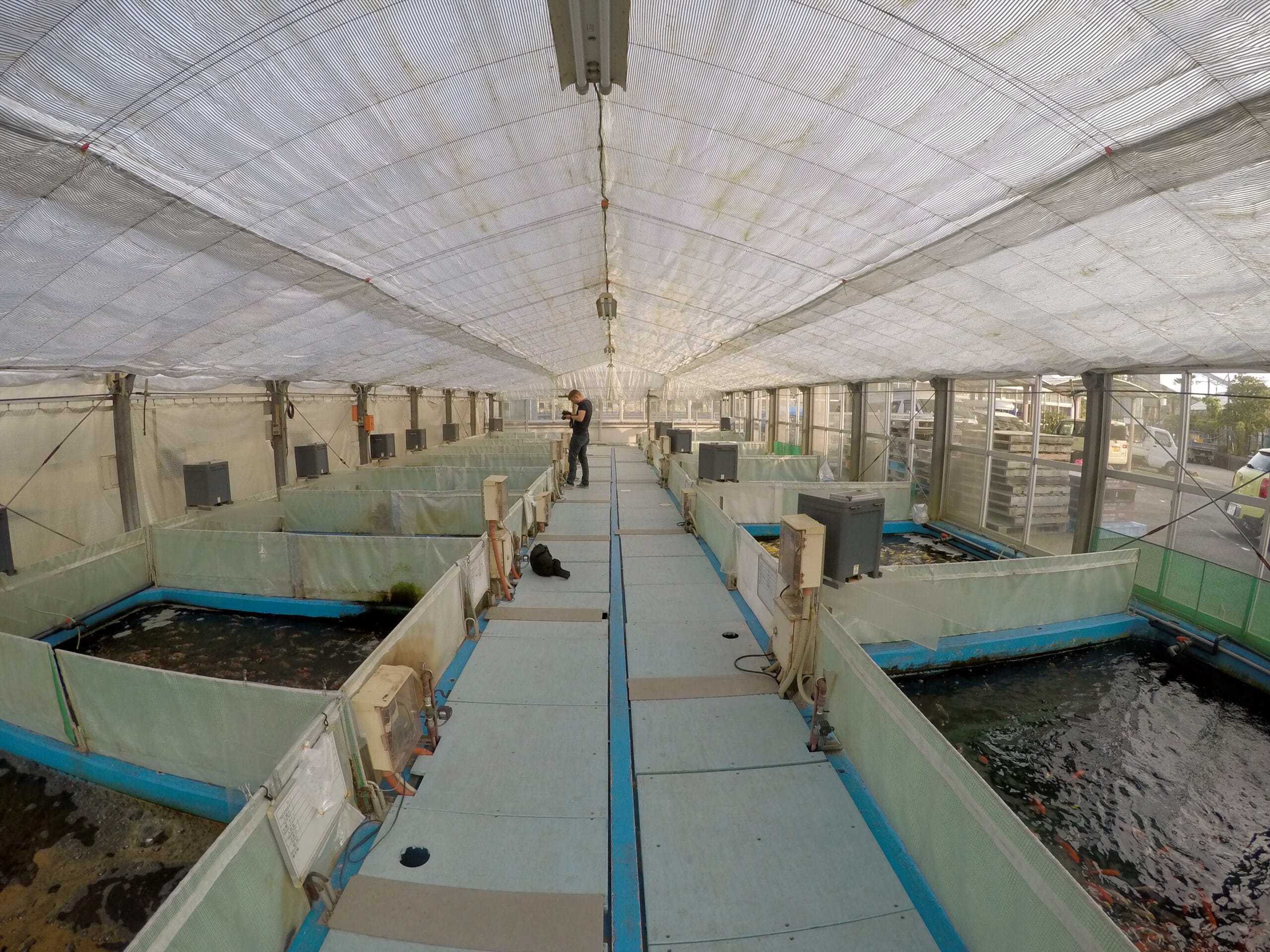 Photos from Narita Koi Farm – Queni Koi