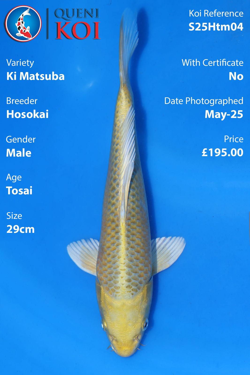 Sale Koi – Queni Koi