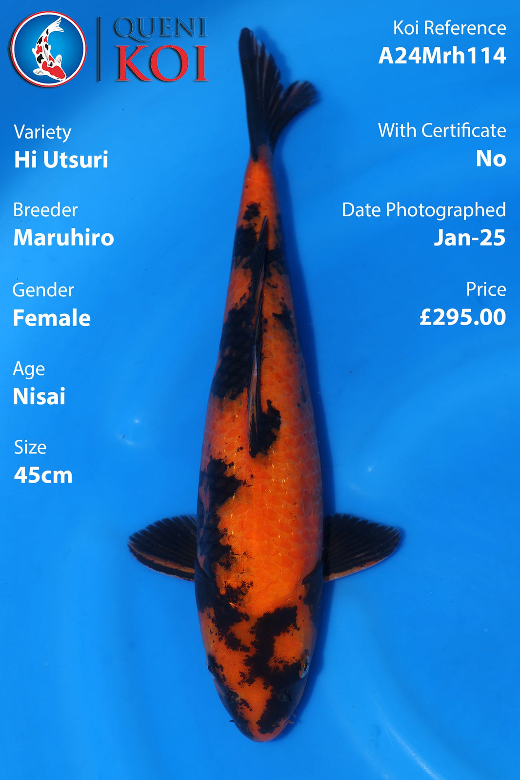 Sale Koi – Queni Koi