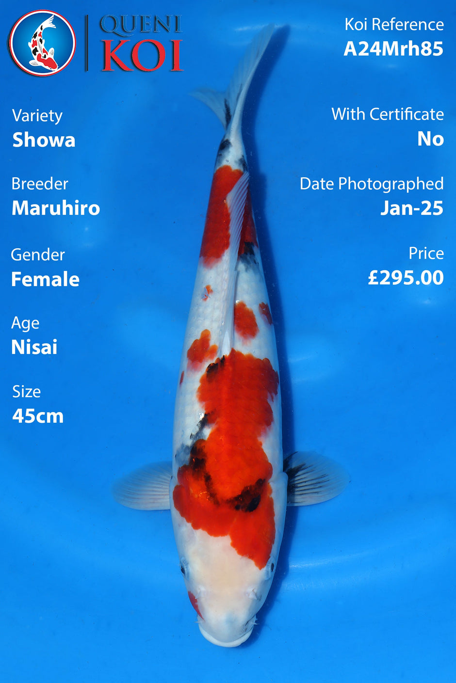 Sale Koi – Queni Koi