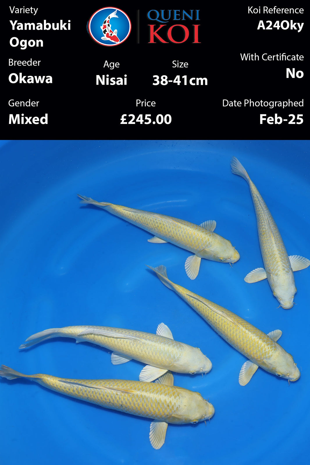 Sale Koi – Queni Koi