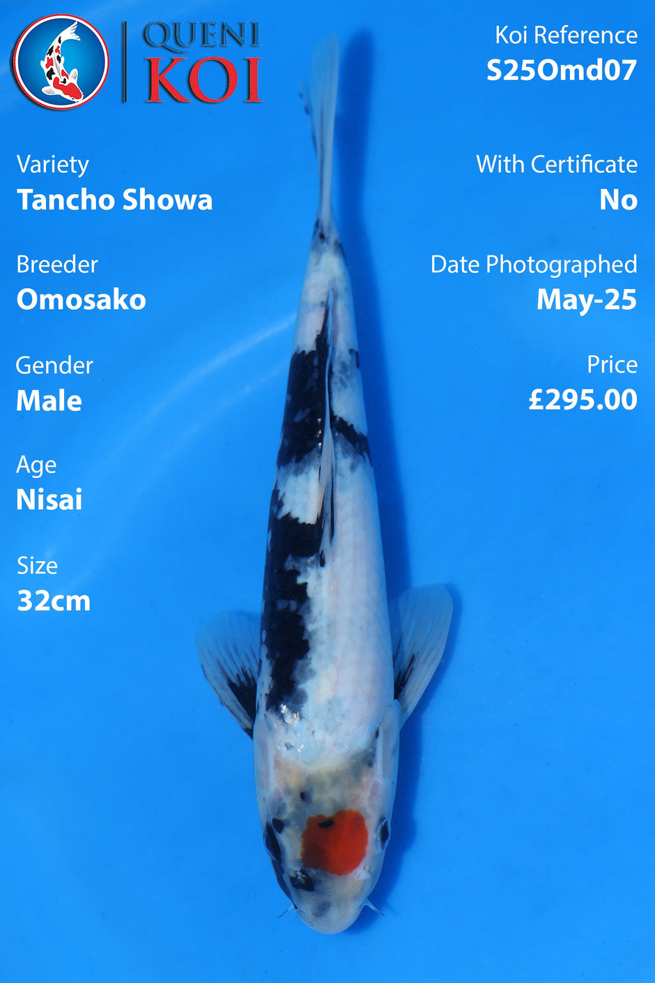 Sale Koi – Queni Koi