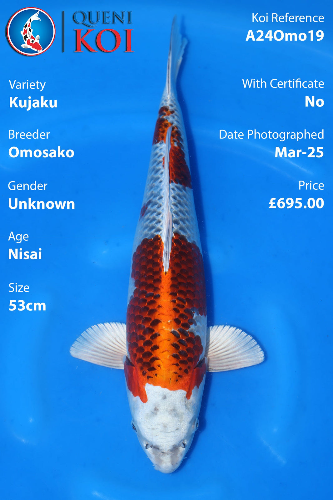 Sale Koi – Queni Koi