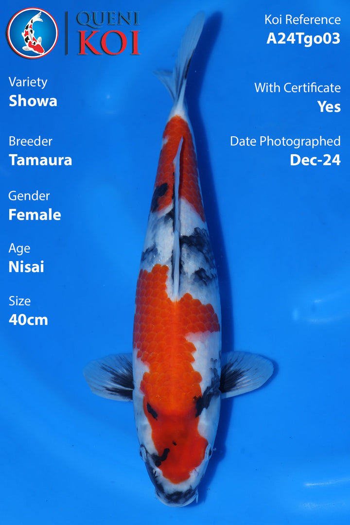 Sale Koi – Queni Koi