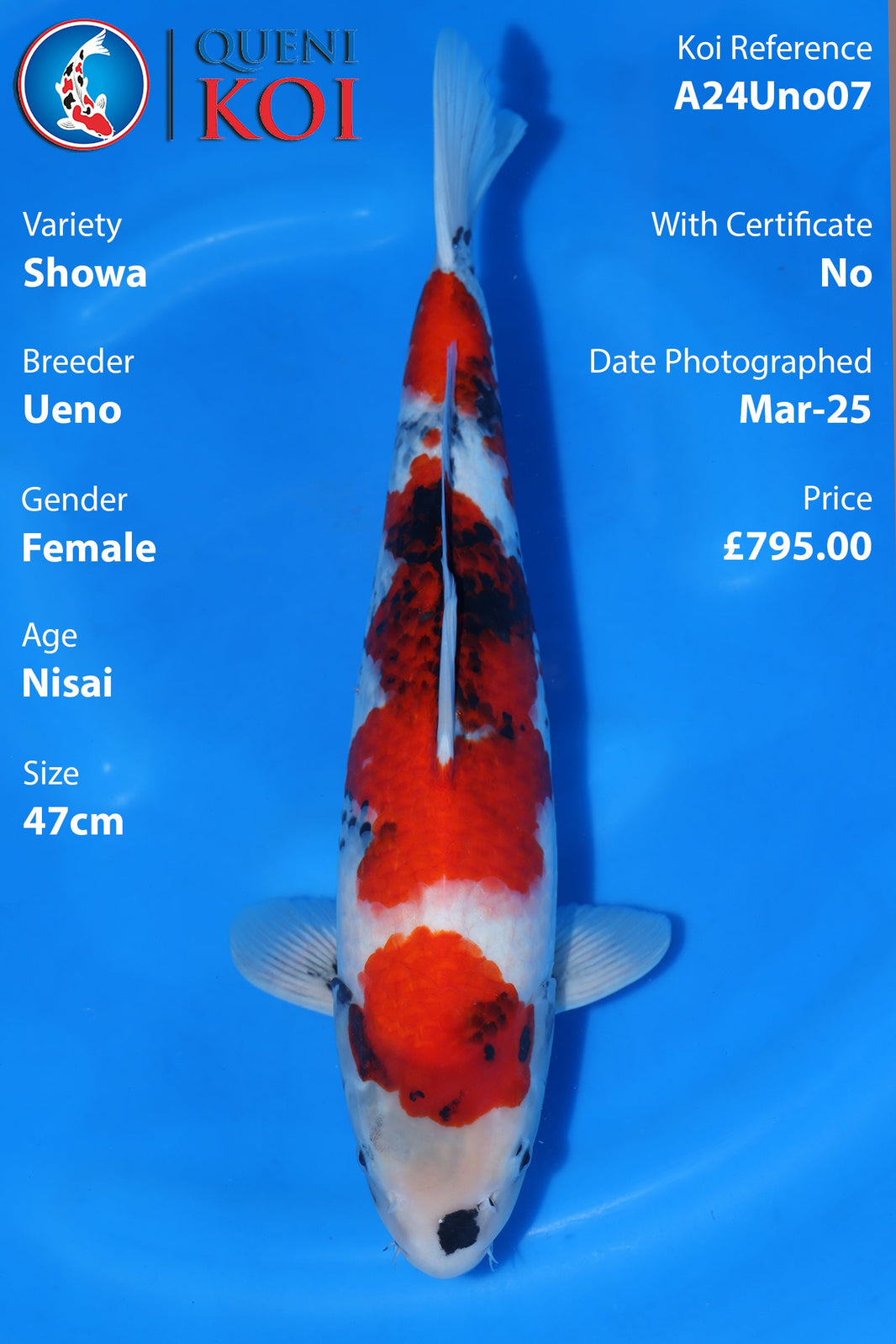 Sale Koi – Queni Koi